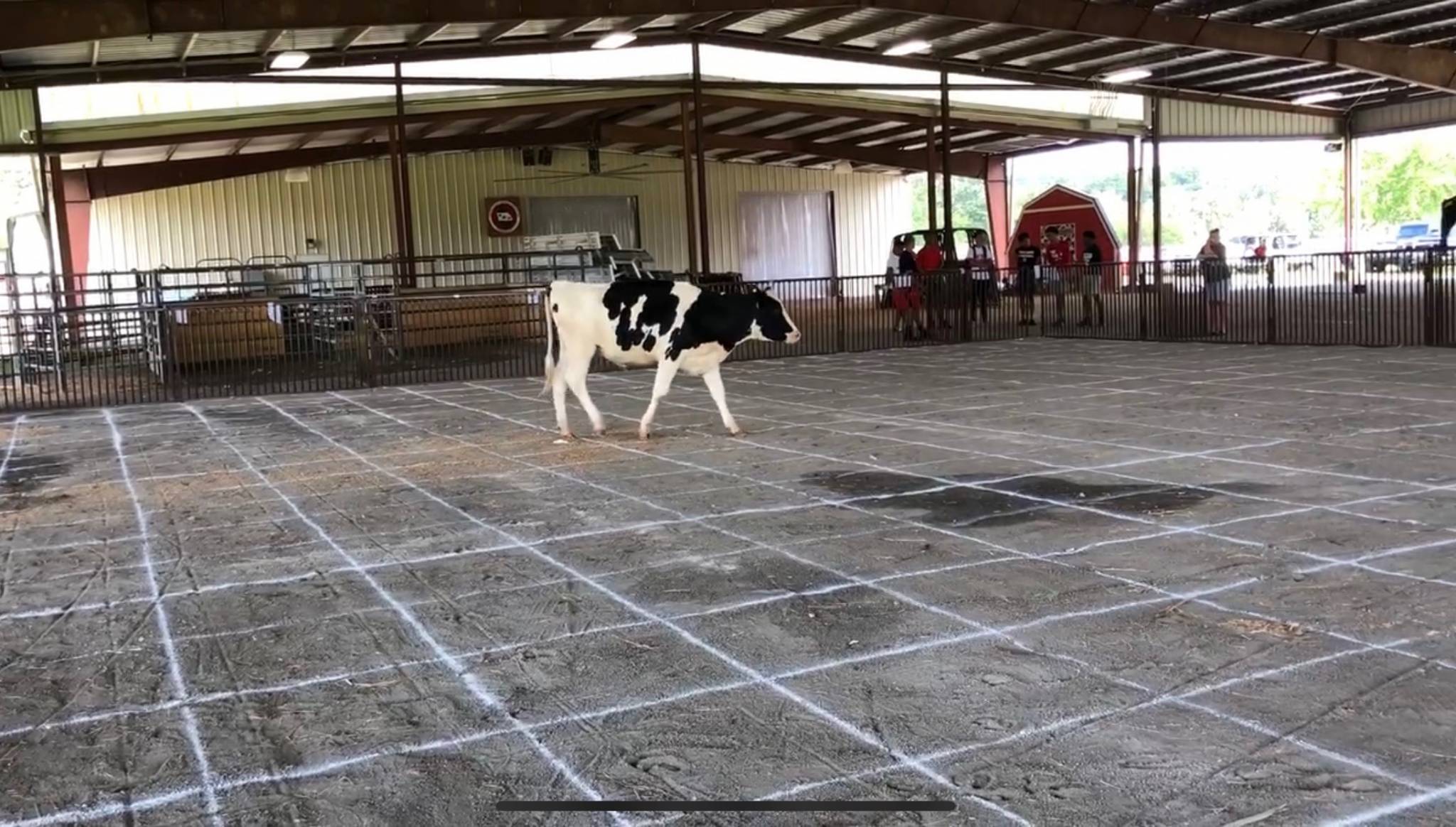 Chattooga Boys’ Basketball Players to have Cow Patty Bingo fundraiser ...