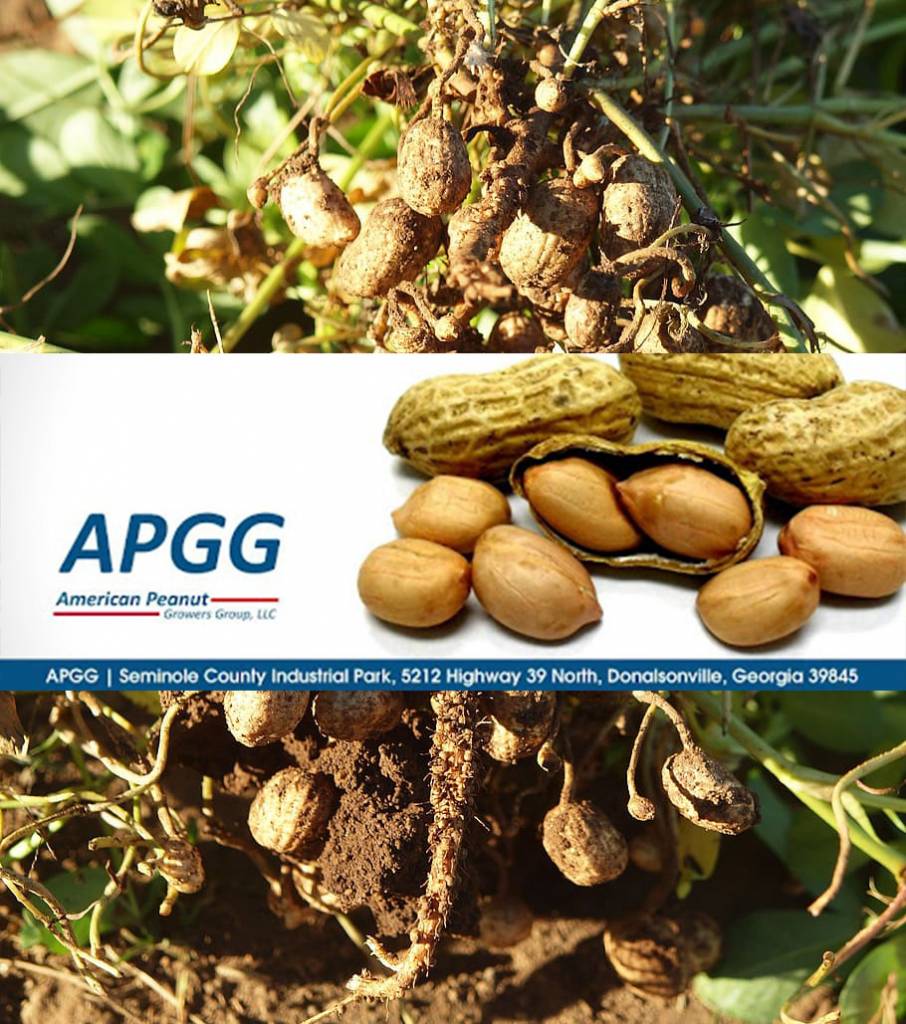 Georgia-Based American Peanut Growers Group to Open New Processing ...