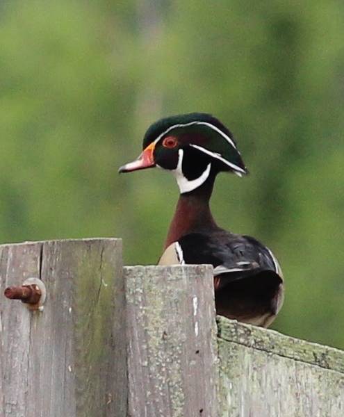 Duck Season Opens November 20 for Georgia Waterfowl Hunters - AllOnGeorgia