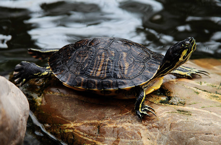 Prolific Turtle Trapper in Georgia Sentenced to Prison - AllOnGeorgia