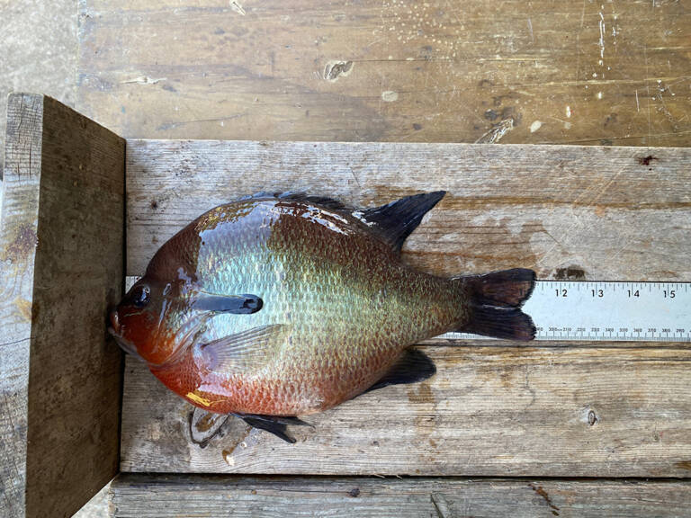 Blackshear Man Sets New Georgia Record with Redbreast Sunfish Caught on ...
