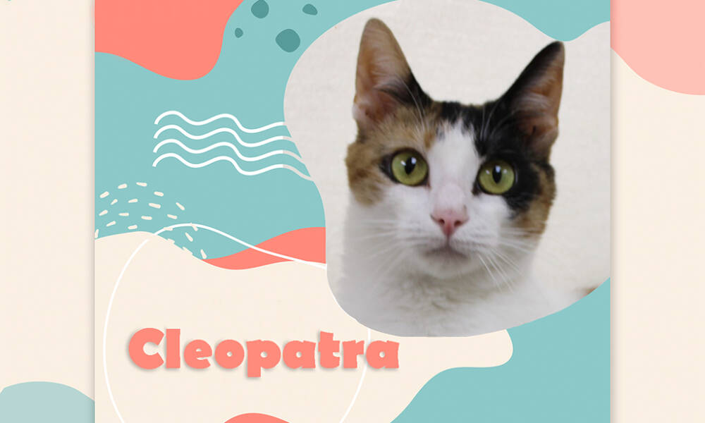 Adoptable Pet of the Week: Cleopatra - AllOnGeorgia