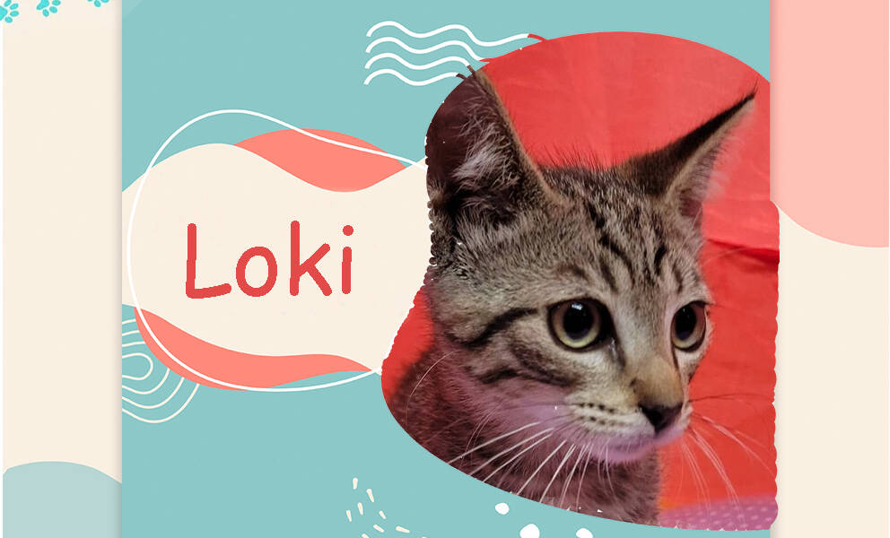 [VIDEO] Adoptable Pet of the Week: Loki – AllOnGeorgia