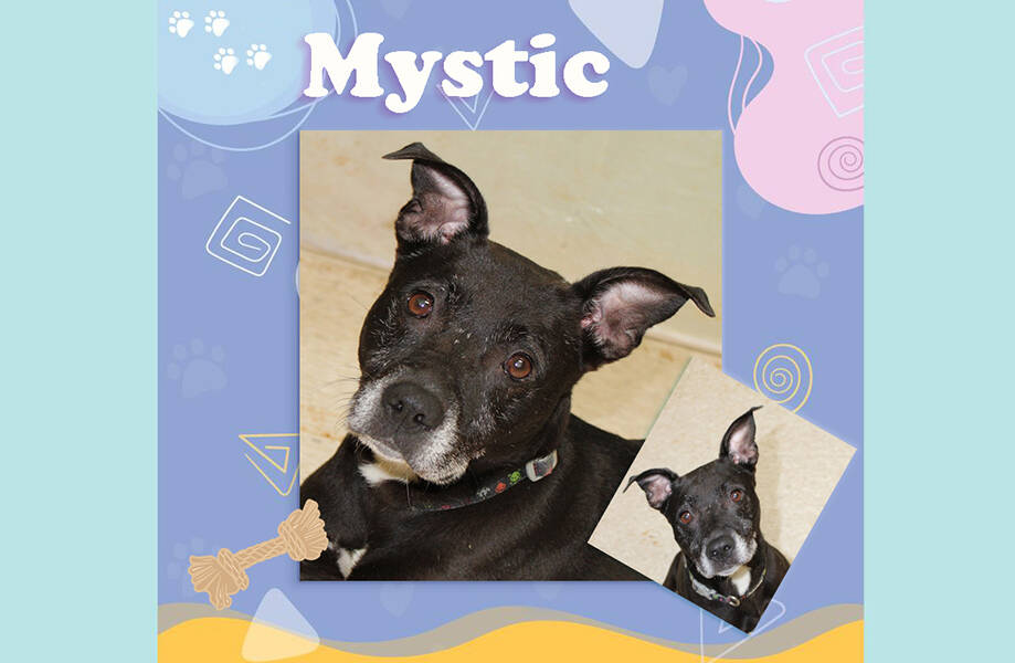 Adoptable Pet of the Week: Mystic - AllOnGeorgia