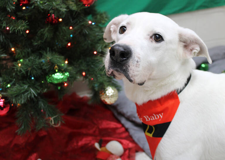 UPDATE: IN RESCUE - Adoptable Pet of the Week: Chowder - AllOnGeorgia