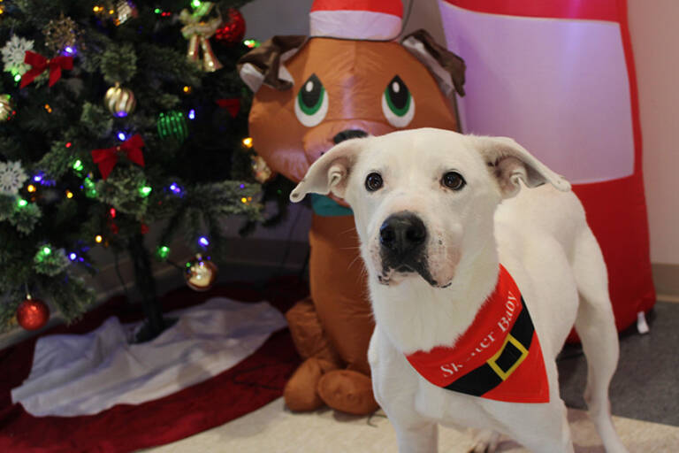 UPDATE: IN RESCUE - Adoptable Pet of the Week: Chowder - AllOnGeorgia