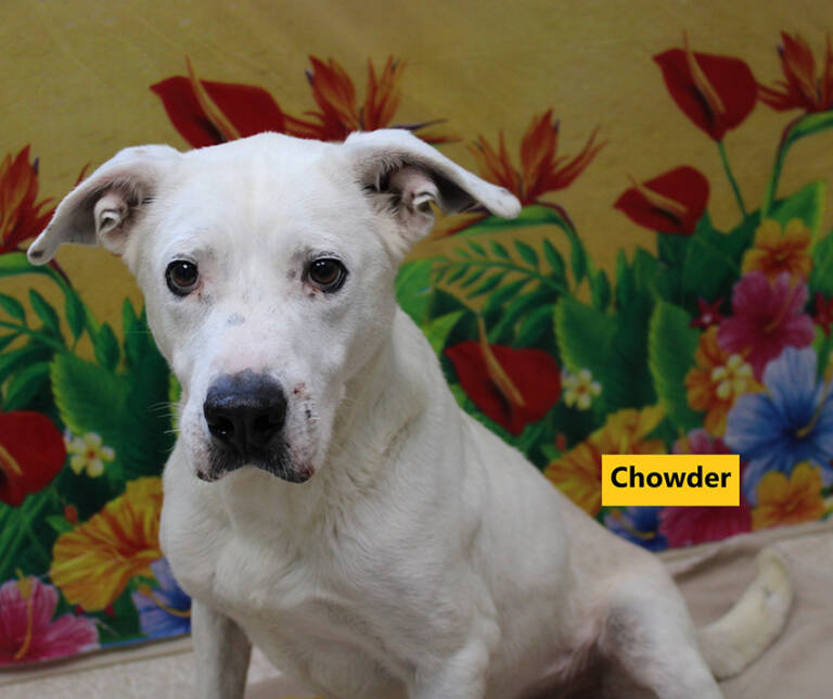 UPDATE: IN RESCUE - Adoptable Pet of the Week: Chowder - AllOnGeorgia
