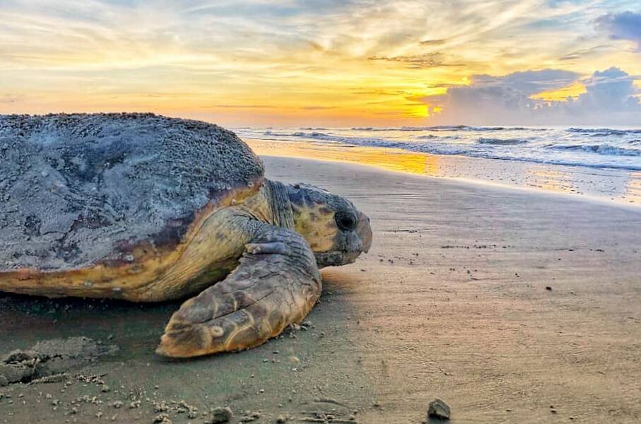 Loggerhead's Slow Recovery Continues with Georgia's Nest Record ...