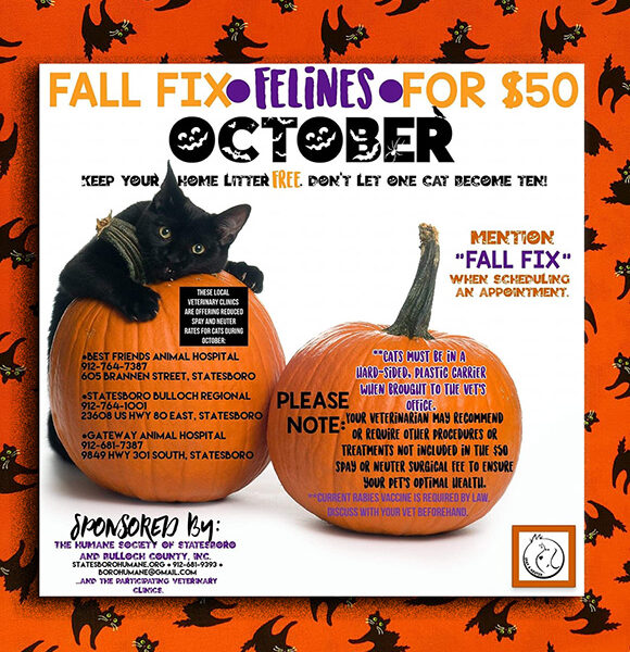 Fall Fix for Felines in October, Low Cost Spay/Neuter - AllOnGeorgia