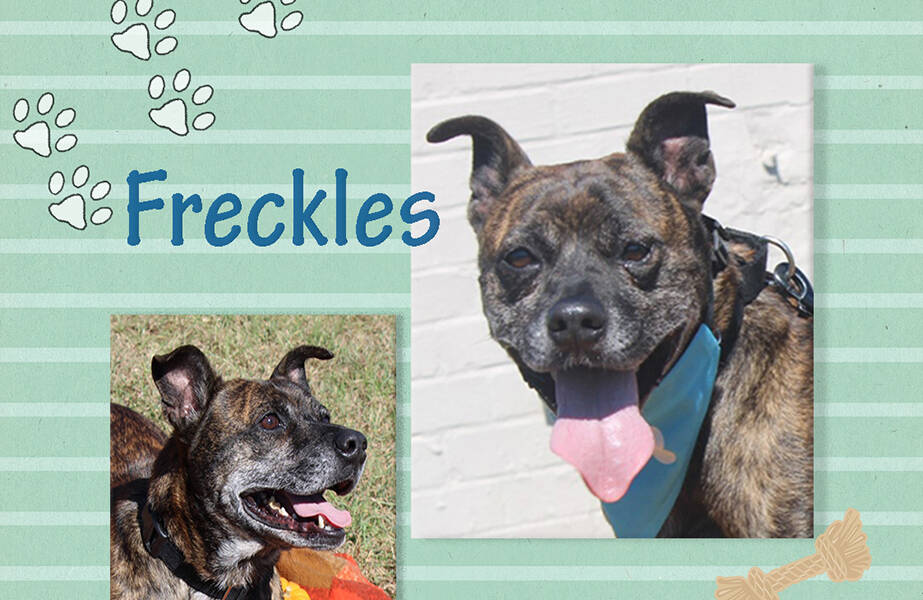 Adoptable Pet of the Week: Freckles - AllOnGeorgia