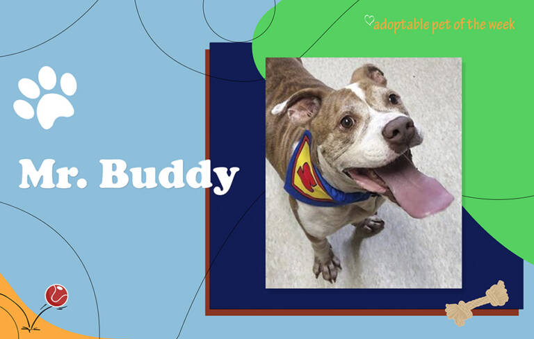 UPDATE:ADOPTED - Adoptable Pet of the Week: Mr Buddy - AllOnGeorgia