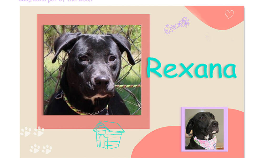 UPDATE: ADOPTED - Adoptable Pet of the Week: Rexana - AllOnGeorgia