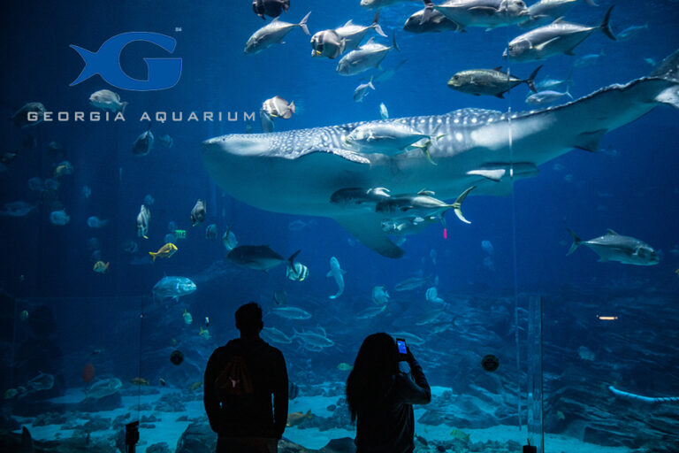 Spend Your Spring Break with Georgia Aquarium - AllOnGeorgia