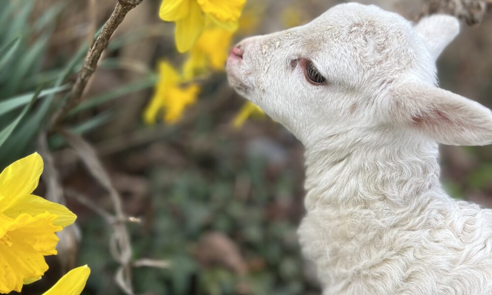 COLUMN: The Bummer Lamb - AllOnGeorgia