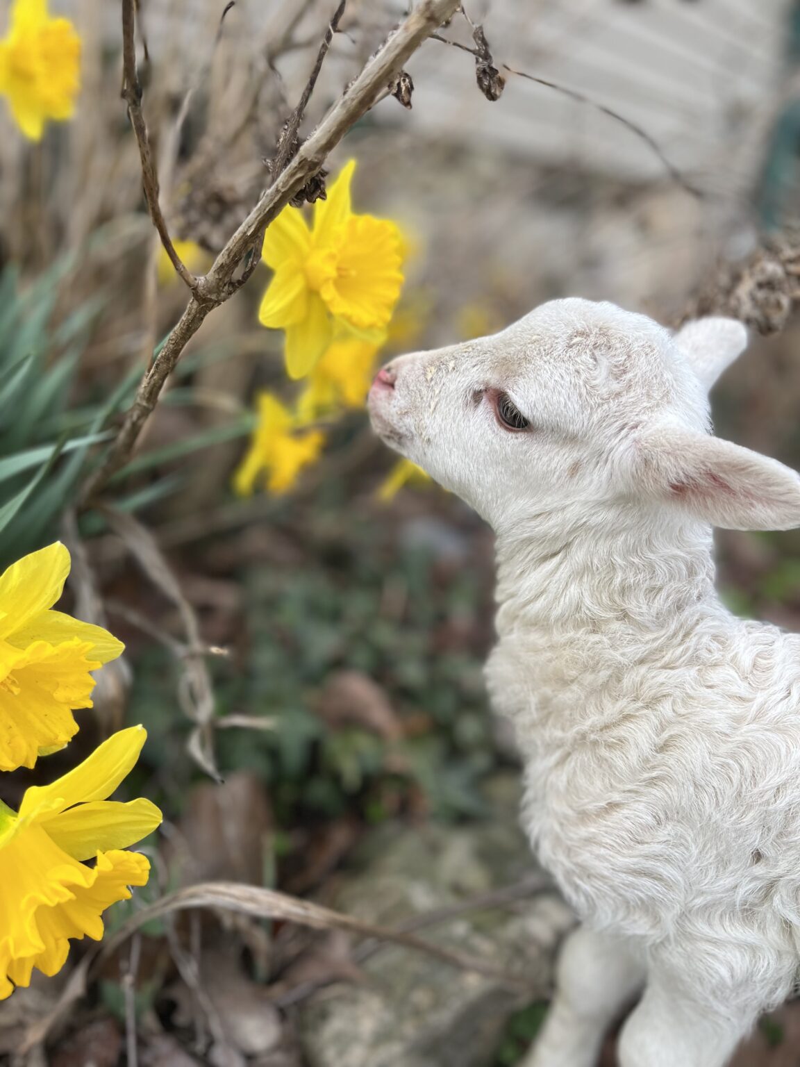 COLUMN: The Bummer Lamb - AllOnGeorgia