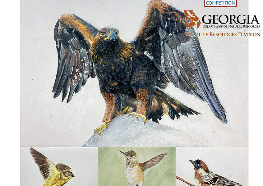 Georgia DNR Announces T-Shirt Art Winners in Youth Birding Competition ...
