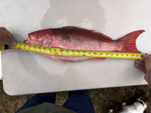 Brunswick Woman Lands New State Record Vermilion Snapper - AllOnGeorgia