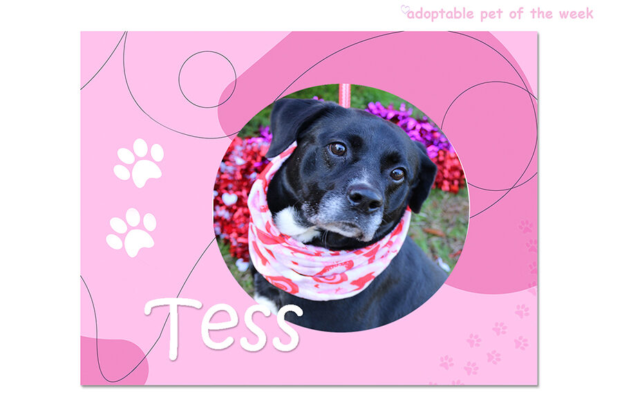 UPDATE: ADOPTED - Adoptable Pet of the Week: Tess - AllOnGeorgia