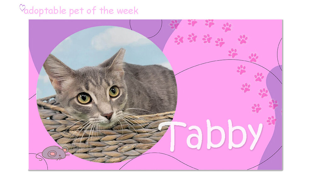 UPDATE: ADOPTED - Adoptable Pet of the Week: Tabby - AllOnGeorgia
