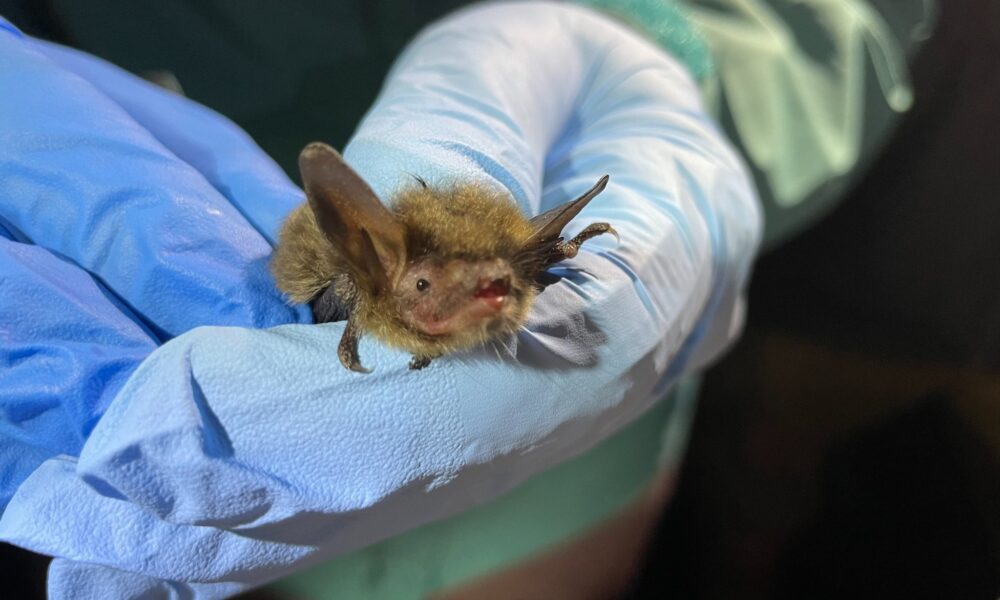 The return of the Northern Long-Eared Bat - AllOnGeorgia