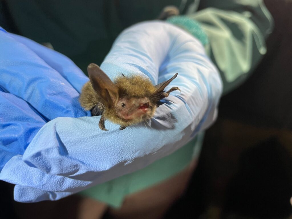 The return of the Northern Long-Eared Bat - AllOnGeorgia