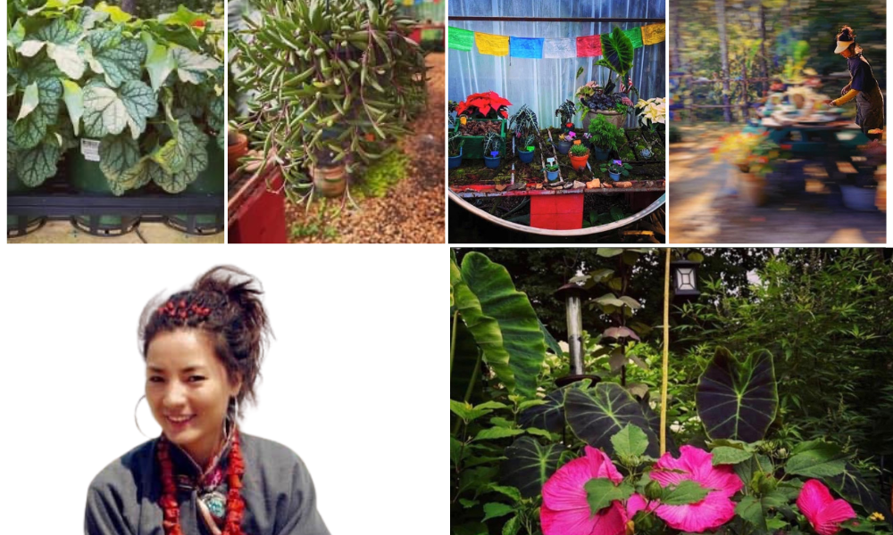 Exploring Heimu's Himalayan Garden: Where Unique Plants, Gifts, and ...