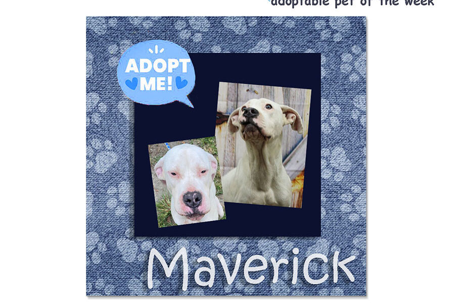 UPDATE: ADOPTED - Adoptable Pet of the Week: Maverick - AllOnGeorgia