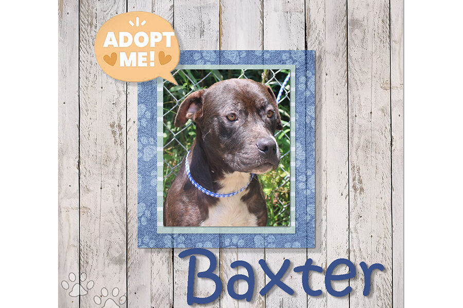 Adoptable Pet of the Week: Baxter - AllOnGeorgia
