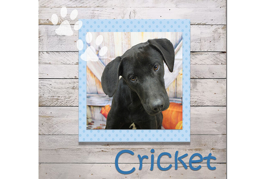 Adoptable Pet of the Week: Cricket – AllOnGeorgia