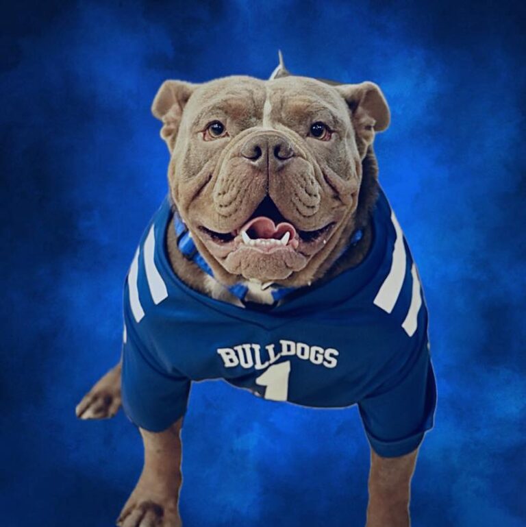 Trion Welcomes Stetson the Bulldog as the New Living Mascot! - AllOnGeorgia