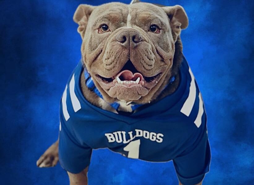 Trion Welcomes Stetson the Bulldog as the New Living Mascot! - AllOnGeorgia