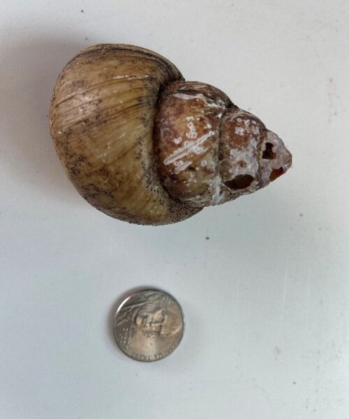 Invasive Snails Can Harm Environment and Health - AllOnGeorgia