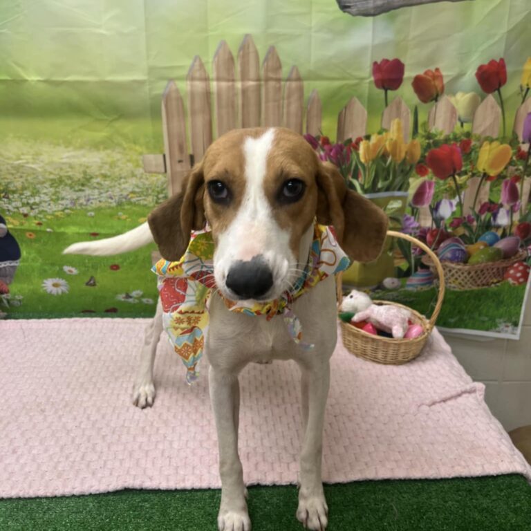 Adoptable Pet of the Week: Ajsha - AllOnGeorgia