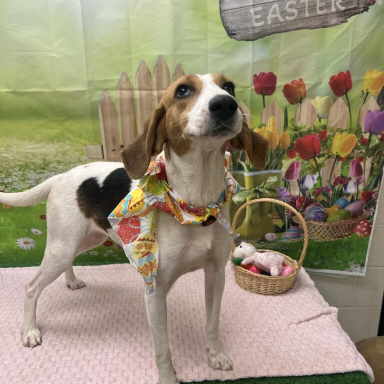 Adoptable Pet of the Week: Ajsha - AllOnGeorgia