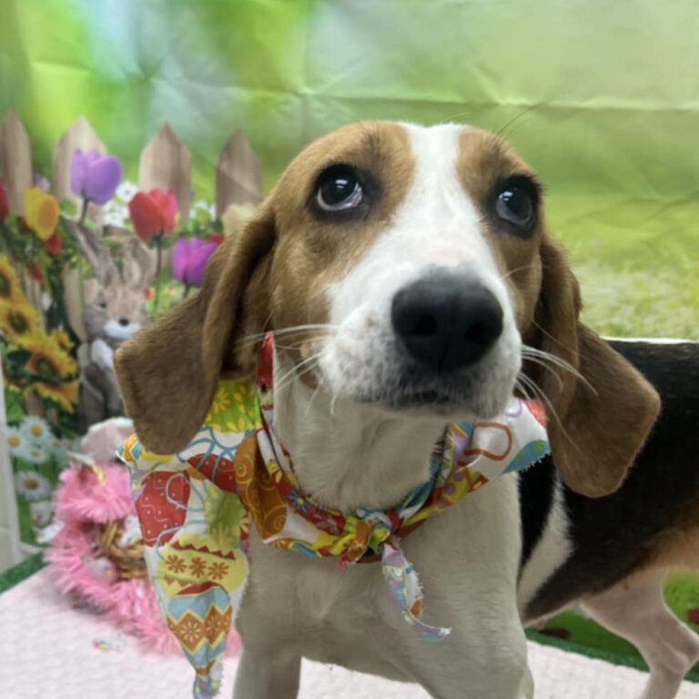 Adoptable Pet of the Week: Ajsha - AllOnGeorgia