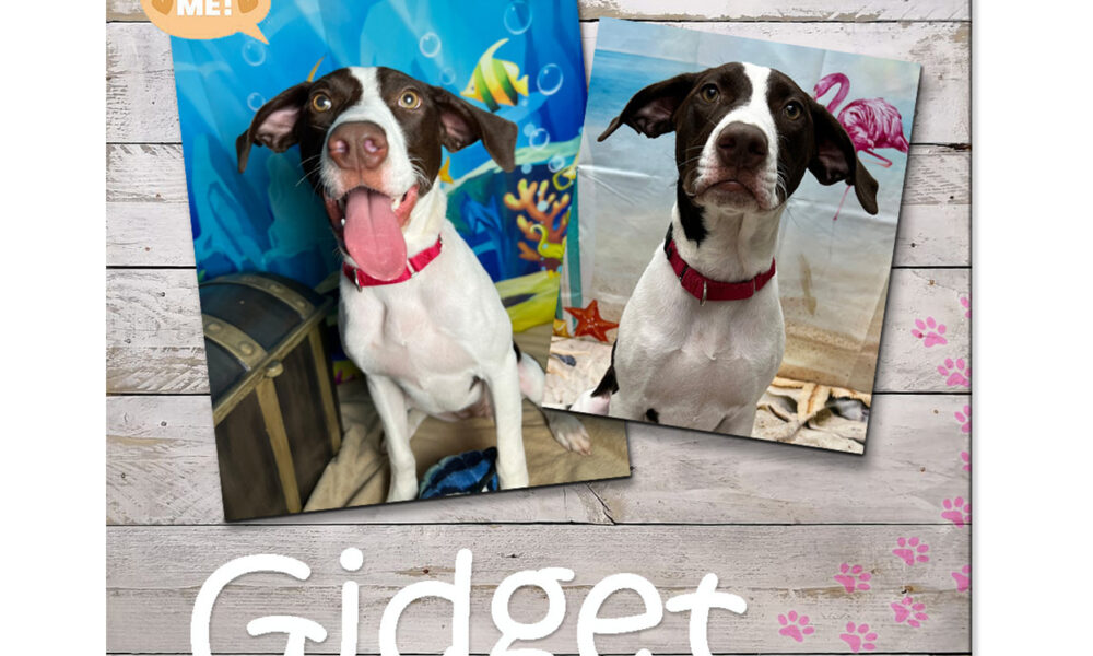 Adoptable Pet of the Week: Gidget - AllOnGeorgia